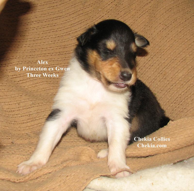 Chekia: Celebrating The Human / Animal Bond