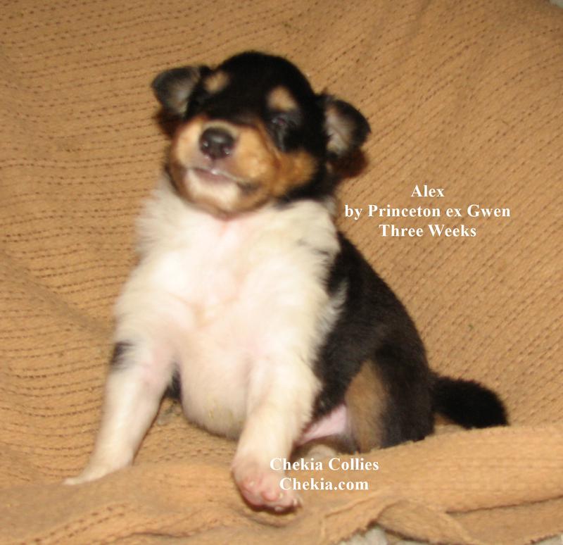 Chekia: Celebrating The Human / Animal Bond