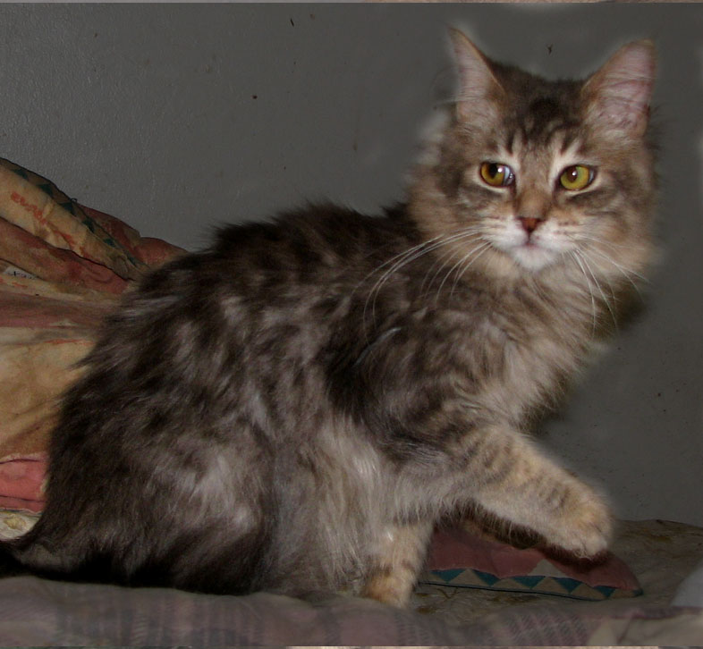 Avondell Cashmere Bengal and Hearthside Maine Coon Kittens