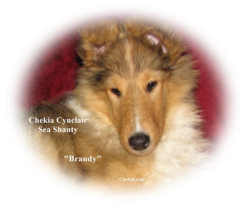 Rough Collie Puppies In California
