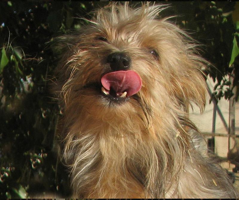 Chekia: Celebrating The Human / Animal Bond