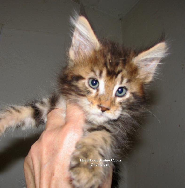 Maine Coon and Cashmere Bengal Kittens in California