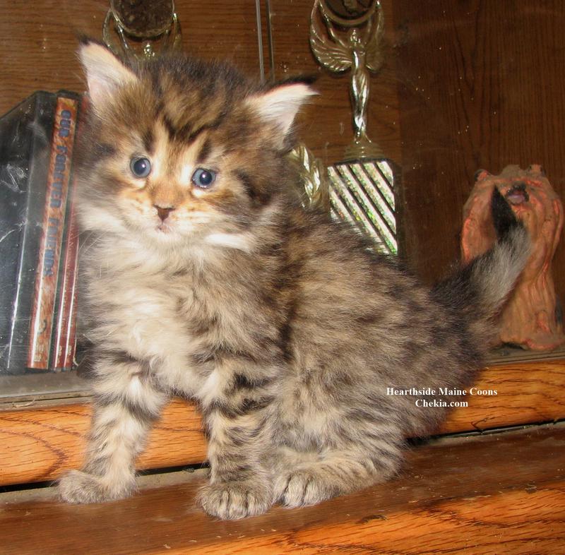 Avondell Cashmere Bengal and Hearthside Maine Coon Kittens