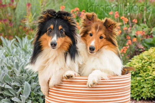 Chekia Shetland Sheepdogs