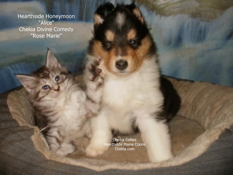 Chekia: Celebrating The Human / Animal Bond